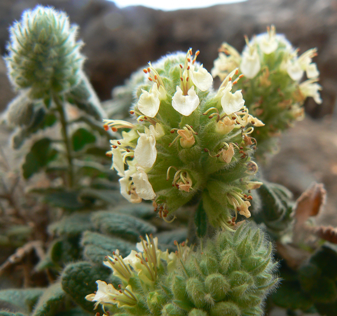 Teucrium tananicum - Plant Biodiversity of South-Western Morocco