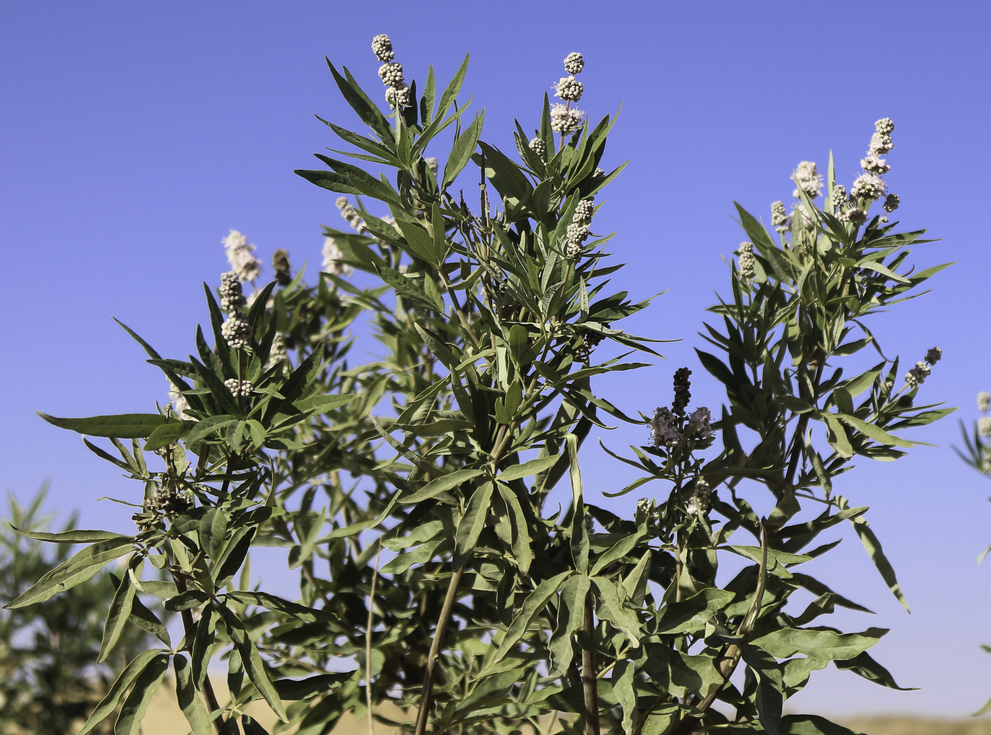 Vitex agnus-castus - Biodiversité végétale du sud-ouest marocain