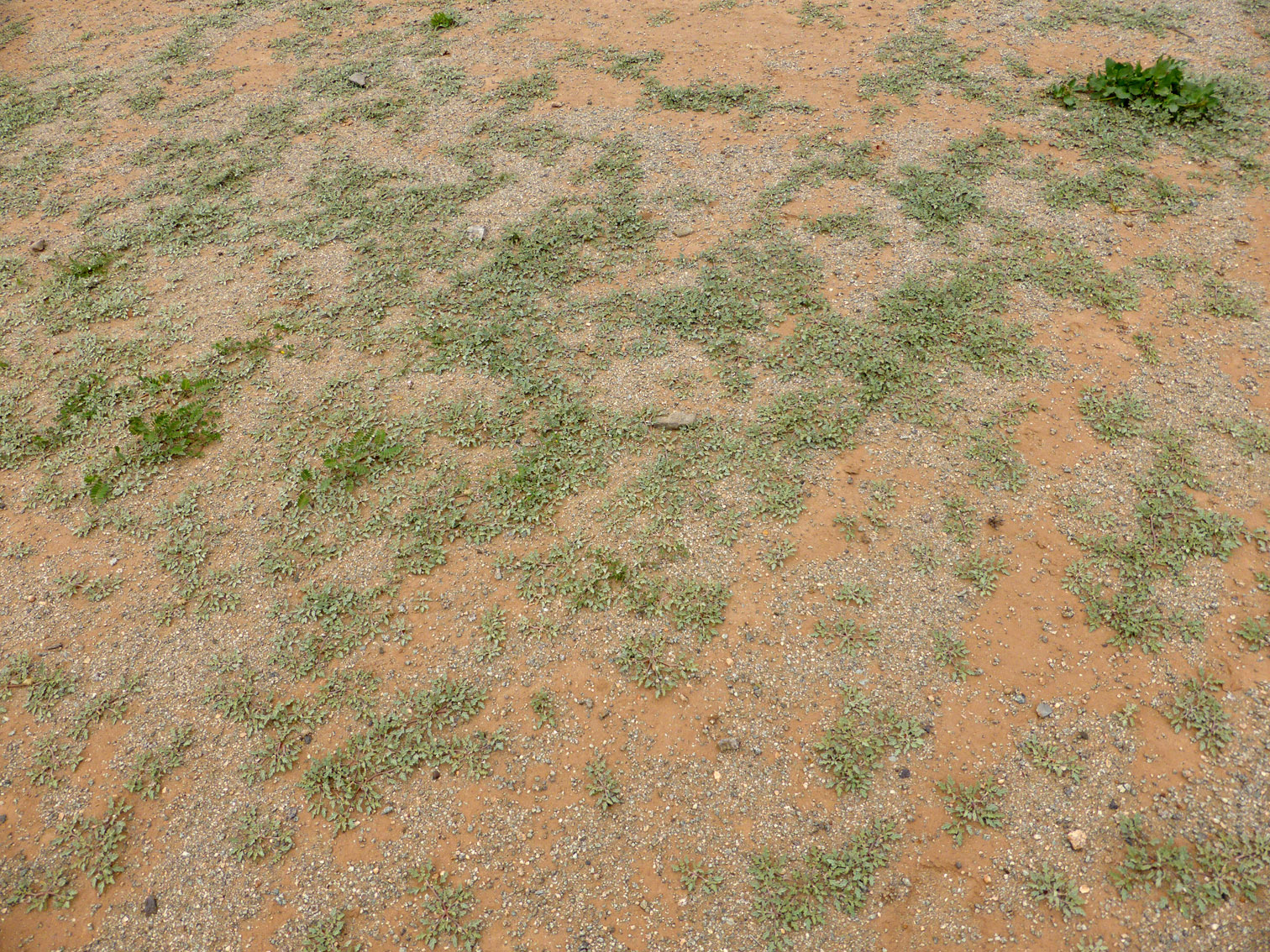 Neurada procumbens - Biodiversité végétale du sud-ouest marocain