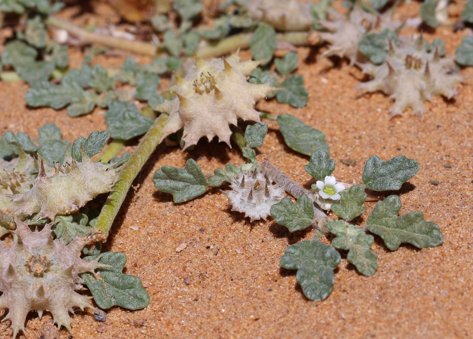 Neurada procumbens - Biodiversité végétale du sud-ouest marocain