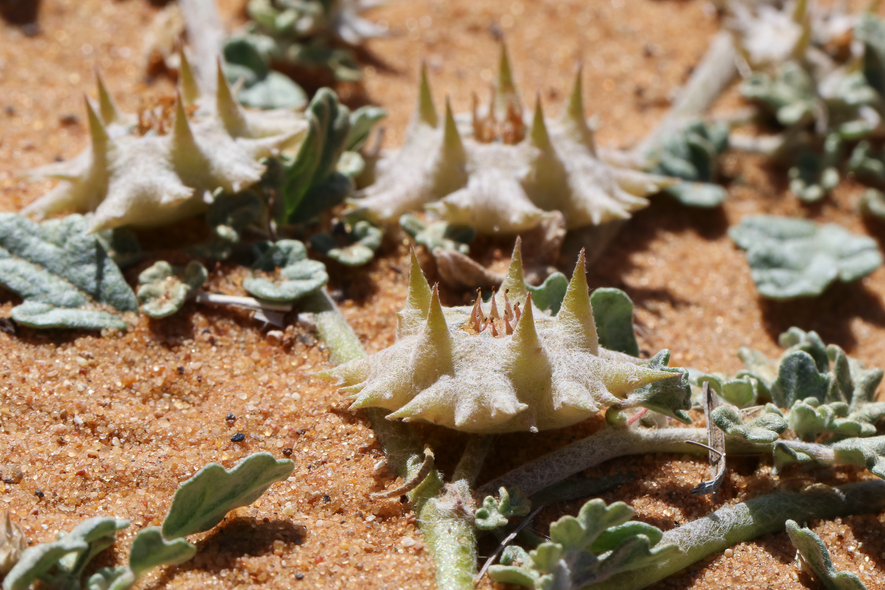 Neurada procumbens - Biodiversité végétale du sud-ouest marocain