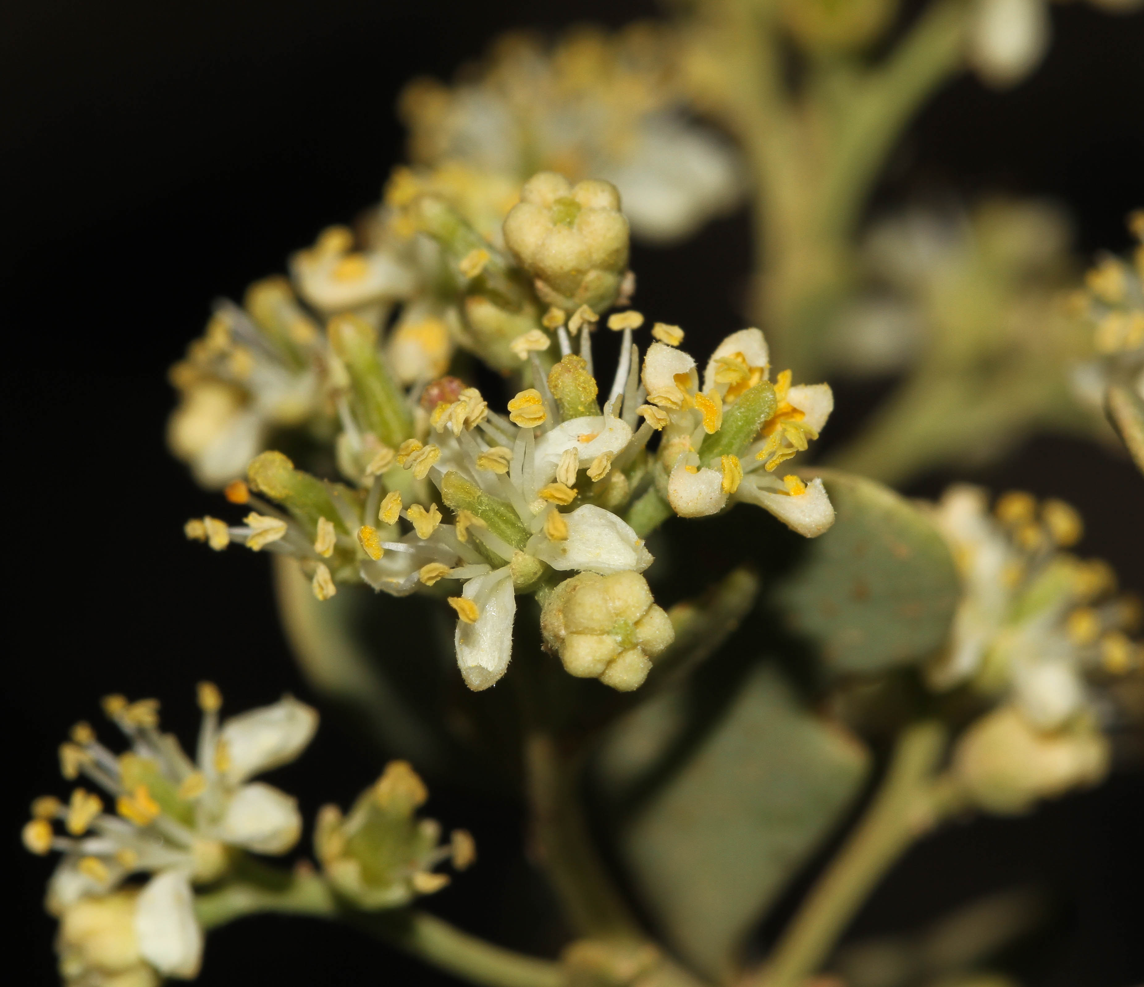Nitraria retusa - Plant Biodiversity of South-Western Morocco