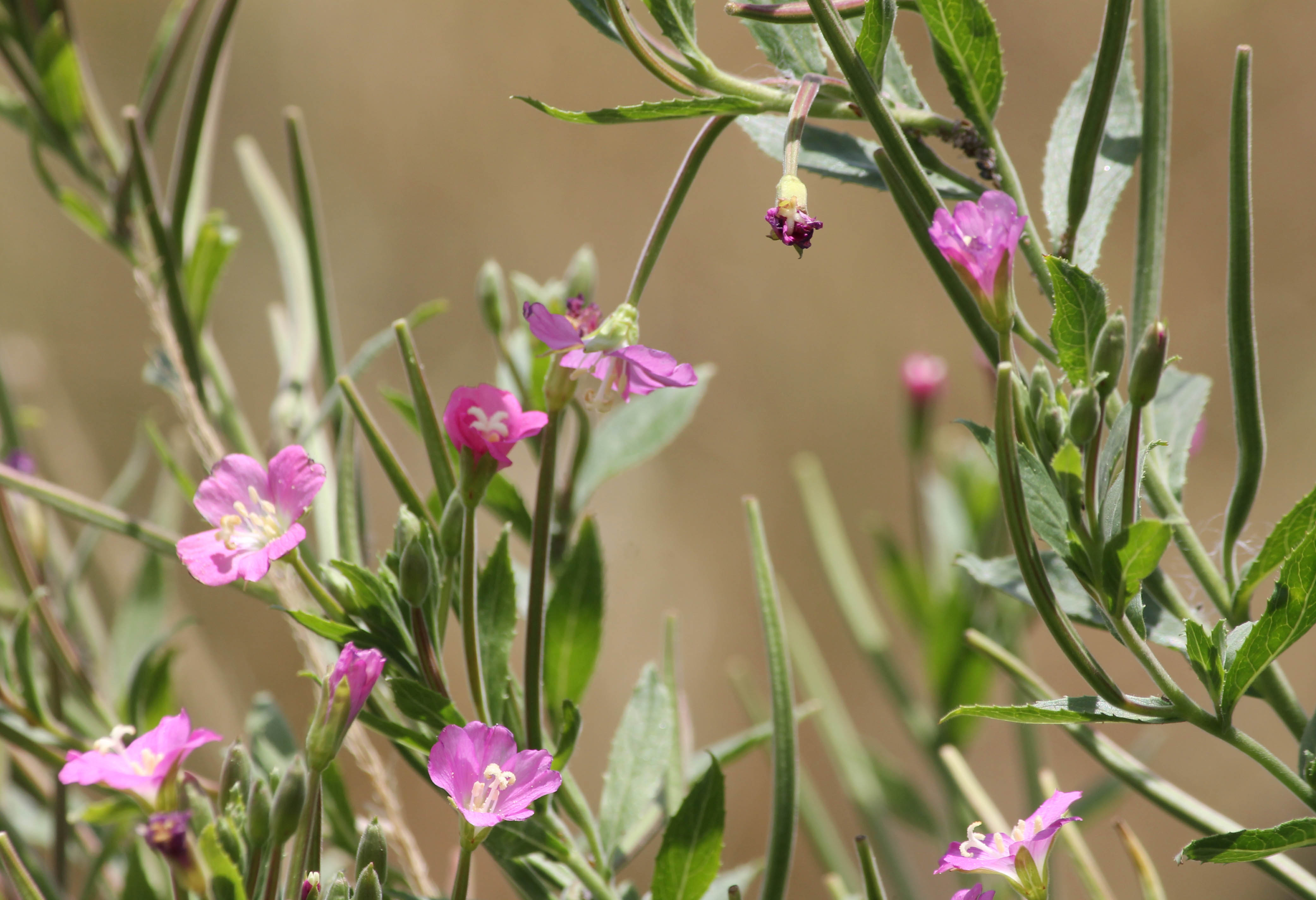 Epilobium hirsutum - Plant Biodiversity of South-Western Morocco