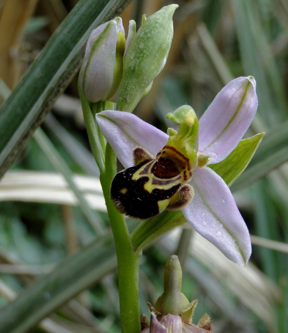 Ophrys apifera - Biodiversité végétale du sud-ouest marocain