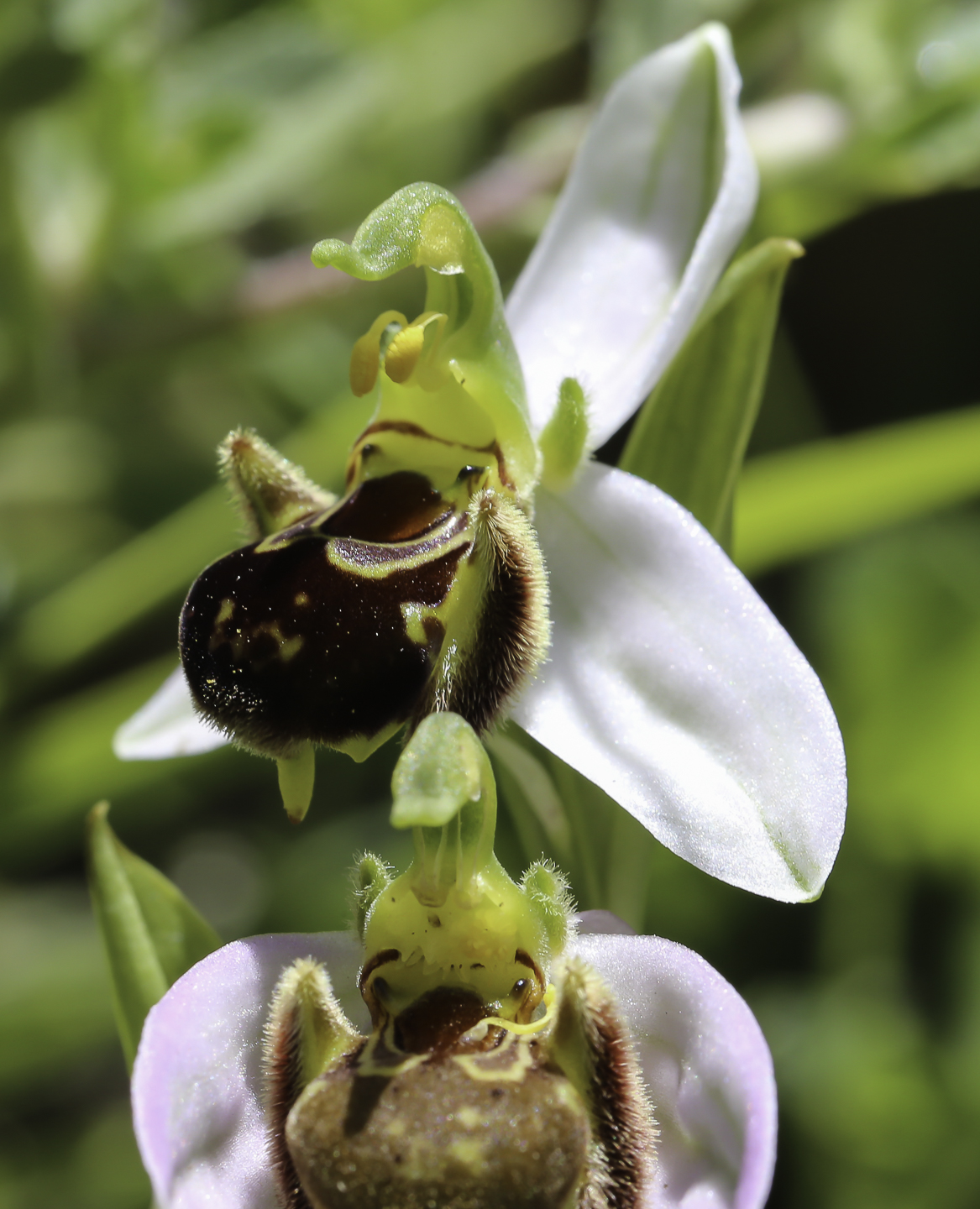 Ophrys apifera - Biodiversité végétale du sud-ouest marocain