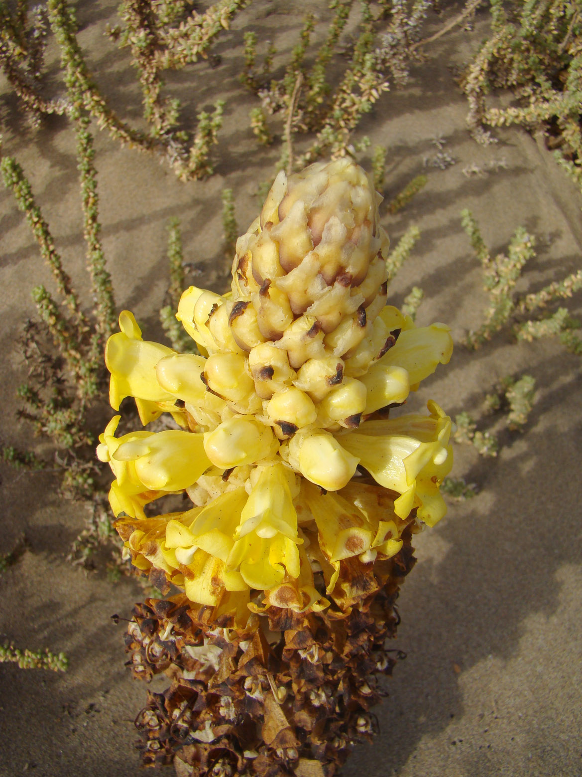 Cistanche lutea - Biodiversité végétale du sud-ouest marocain