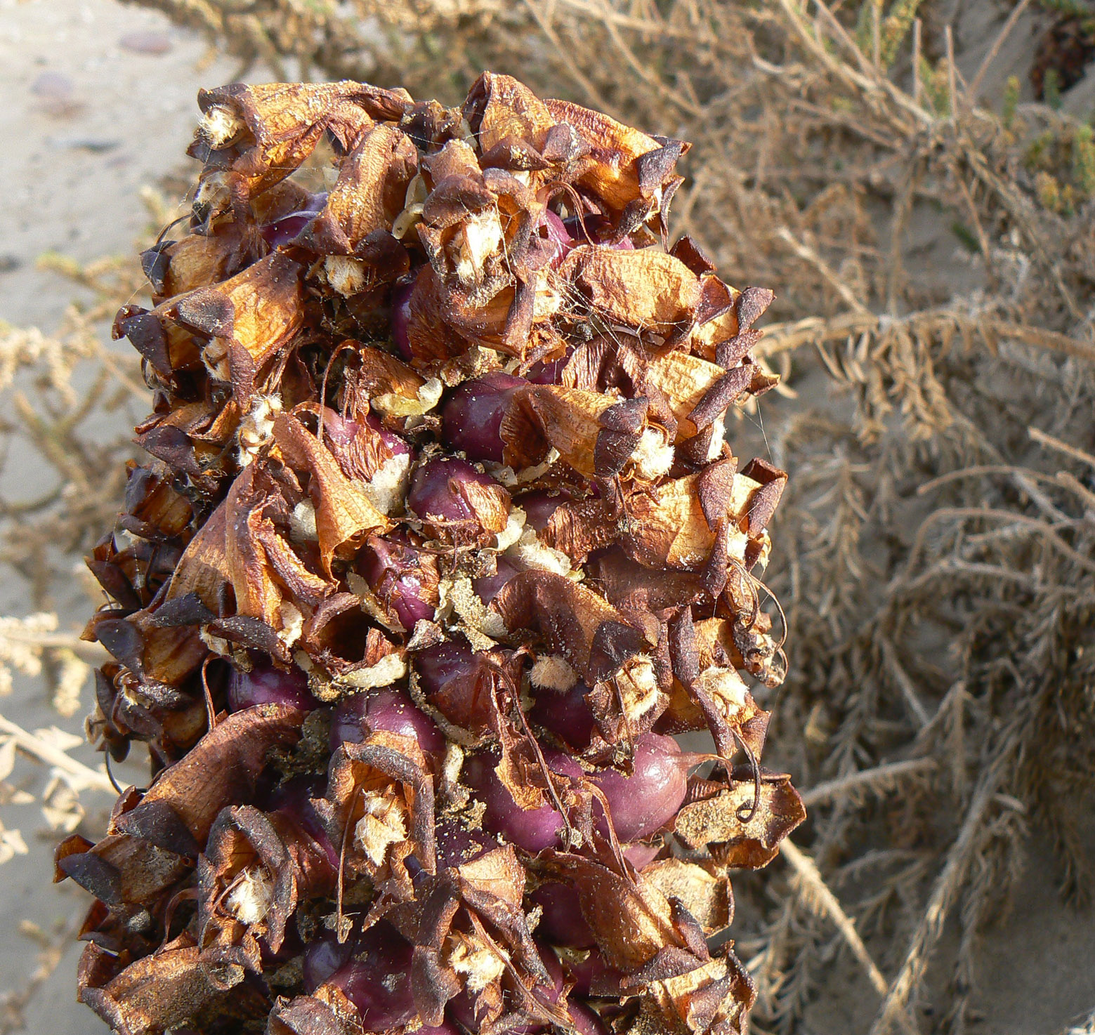 Cistanche lutea - Biodiversité végétale du sud-ouest marocain