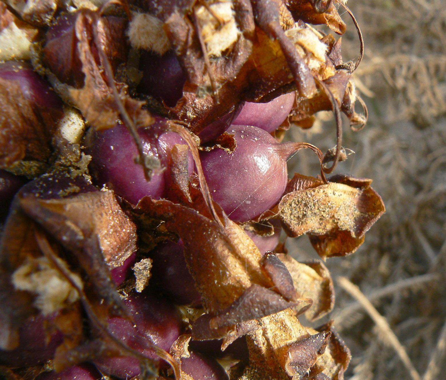 Cistanche lutea - Biodiversité végétale du sud-ouest marocain