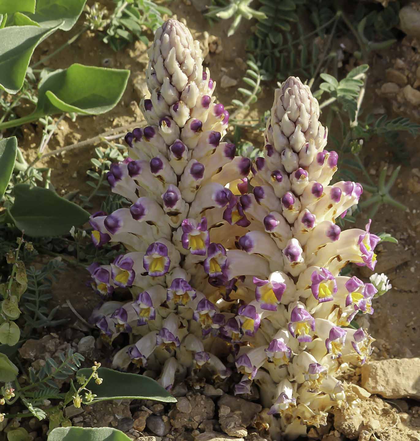 Cistanche violacea - Plant Biodiversity of South-Western Morocco