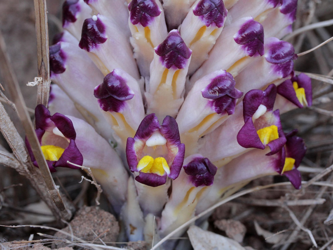 Cistanche violacea - Biodiversité végétale du sud-ouest marocain