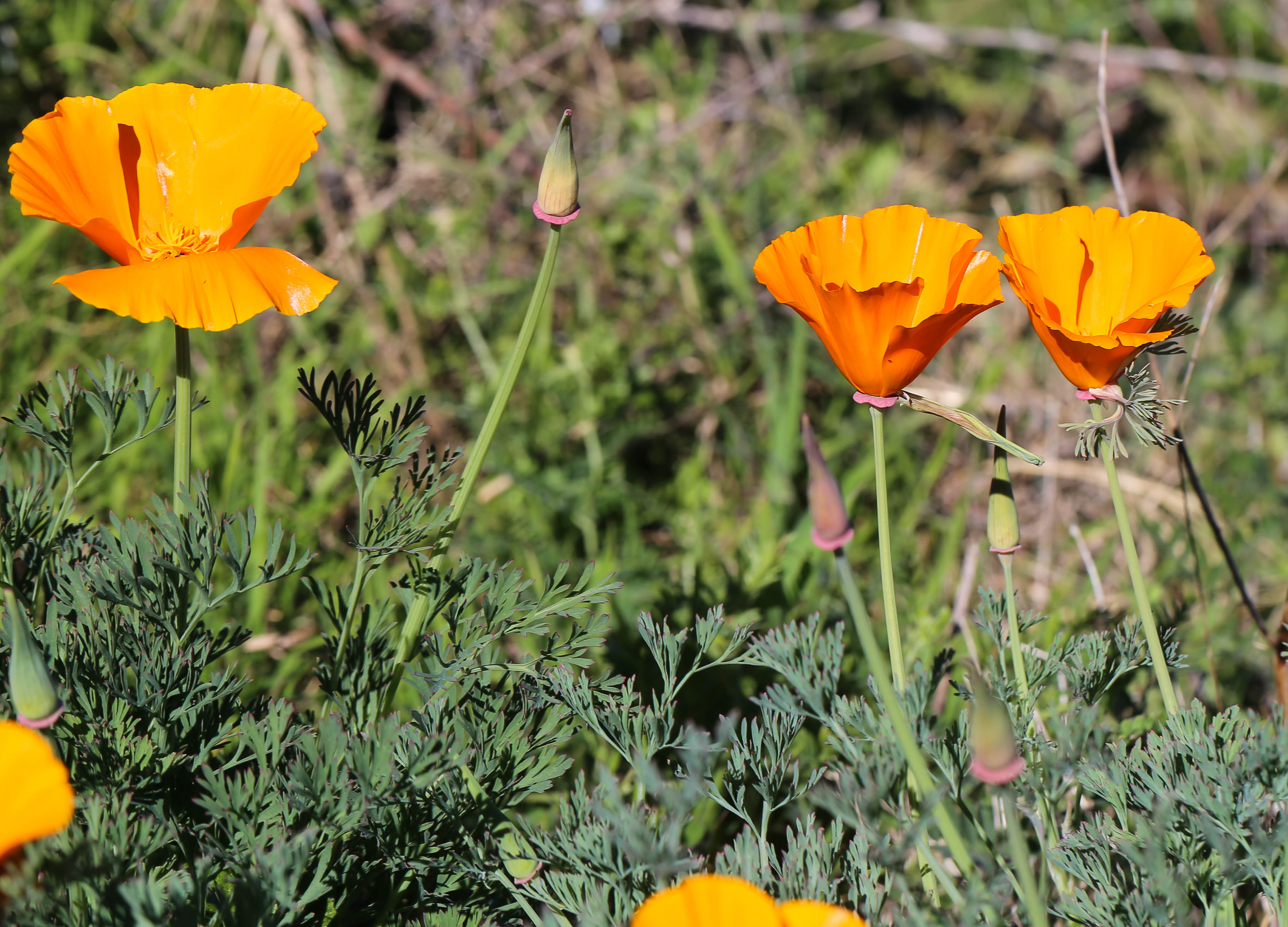 Eschscholzia californica - Biodiversité végétale du sud-ouest marocain