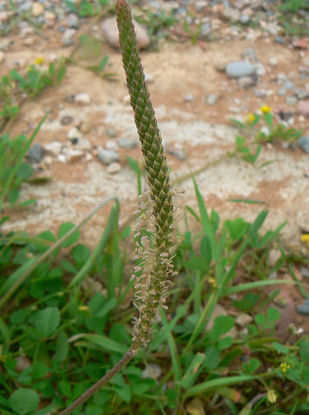 Plantago coronopus subsp. coronopus - Plant Biodiversity of South ...