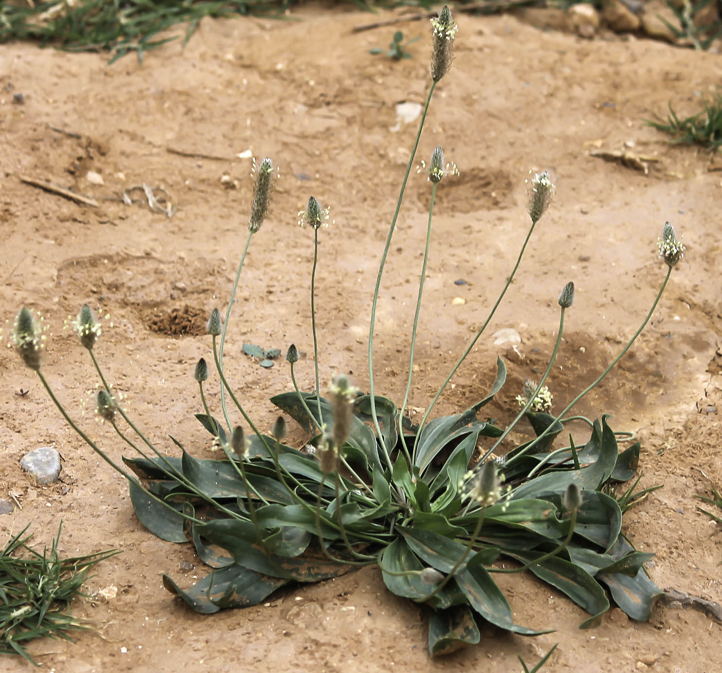 Plantago lagopus - Plant Biodiversity of South-Western Morocco
