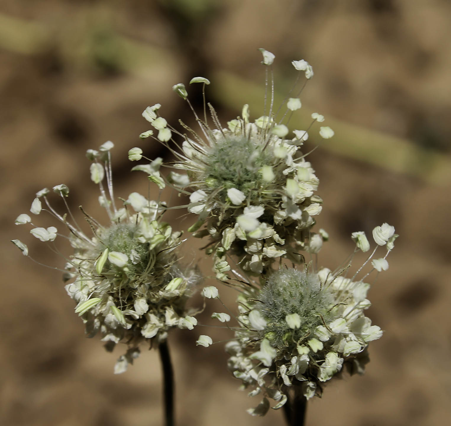 Plantago lagopus - Plant Biodiversity of South-Western Morocco