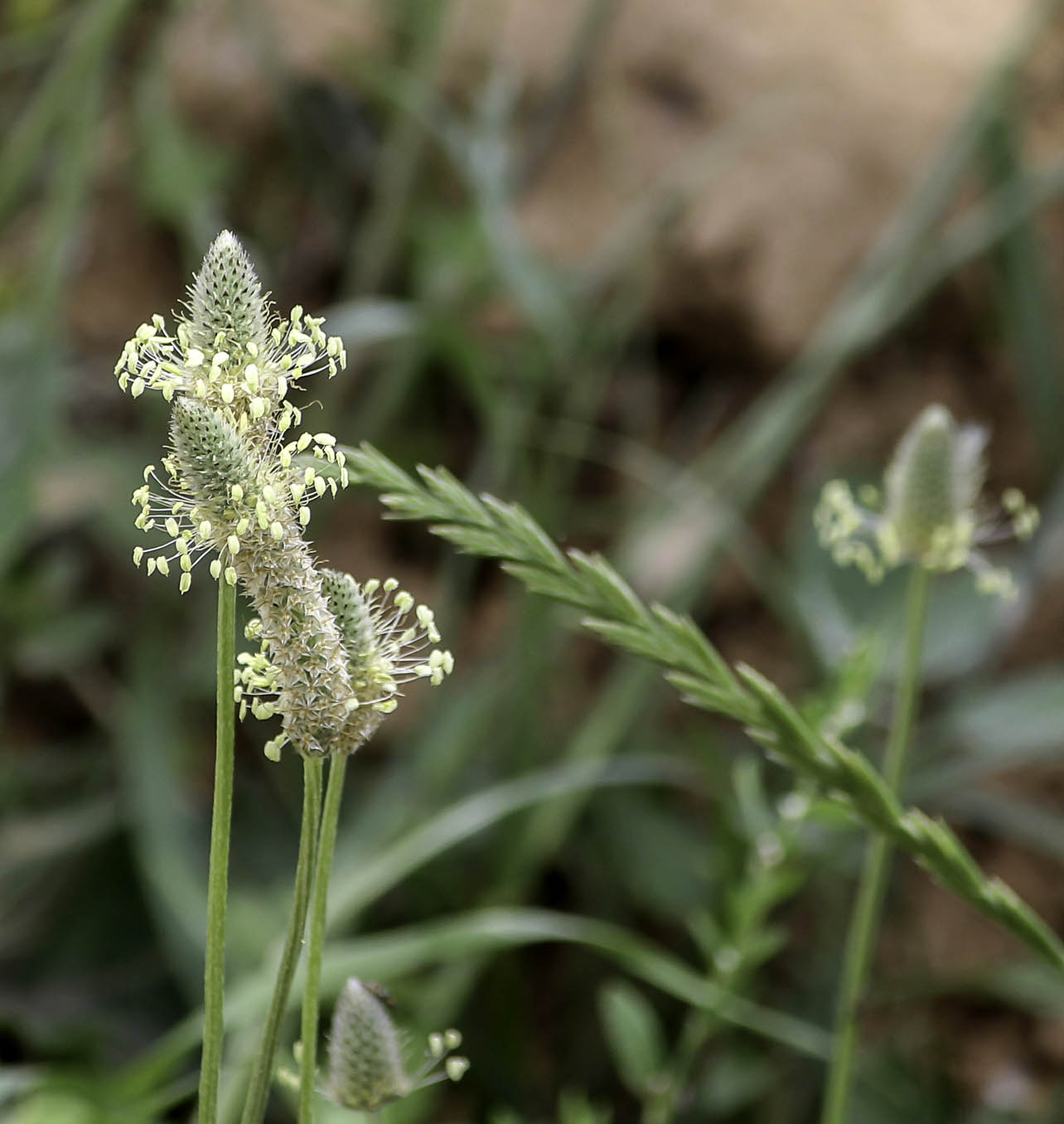 Plantago lagopus - Plant Biodiversity of South-Western Morocco