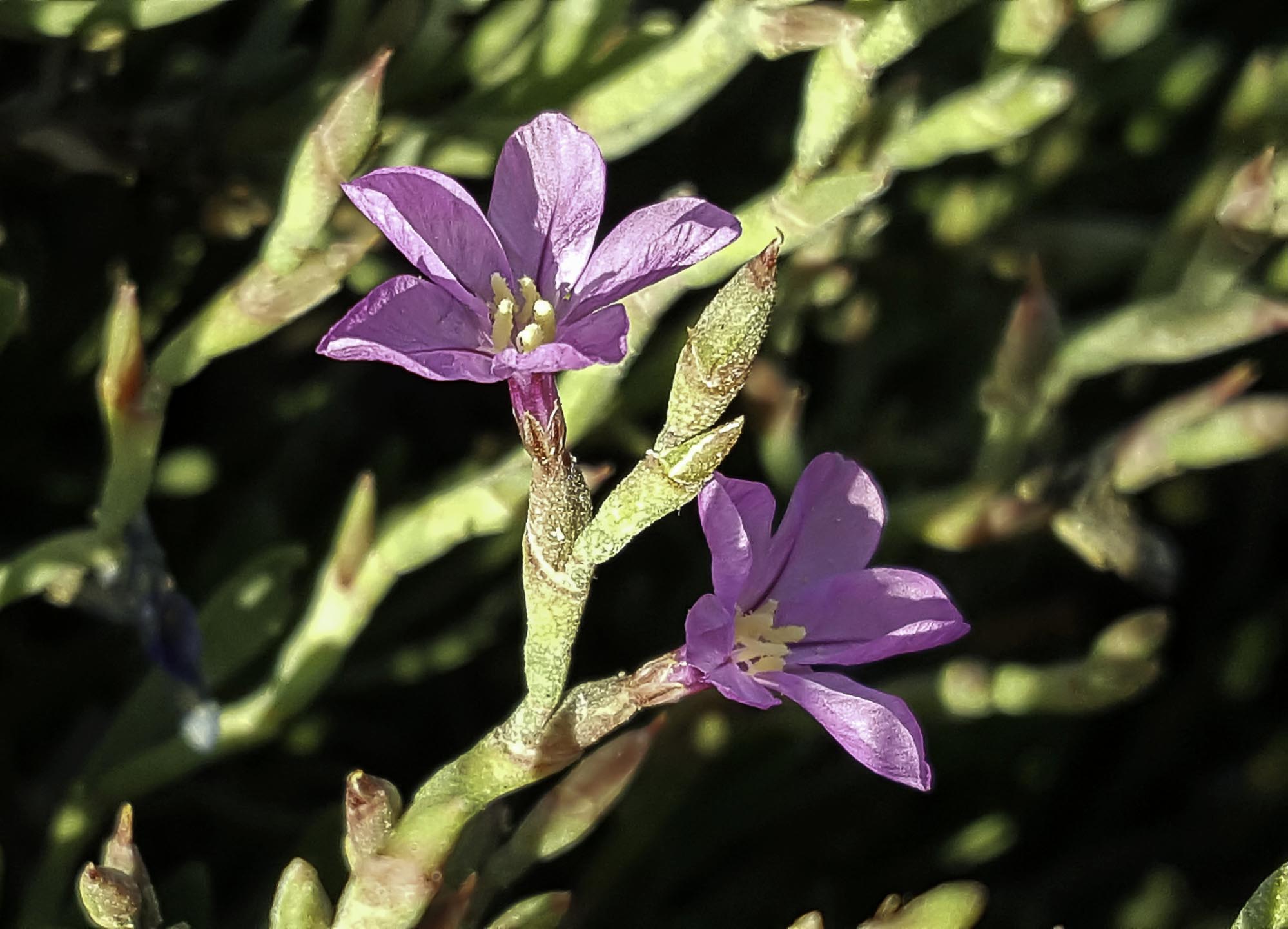 Limoniastrum monopetalum - Plant Biodiversity of South-Western Morocco