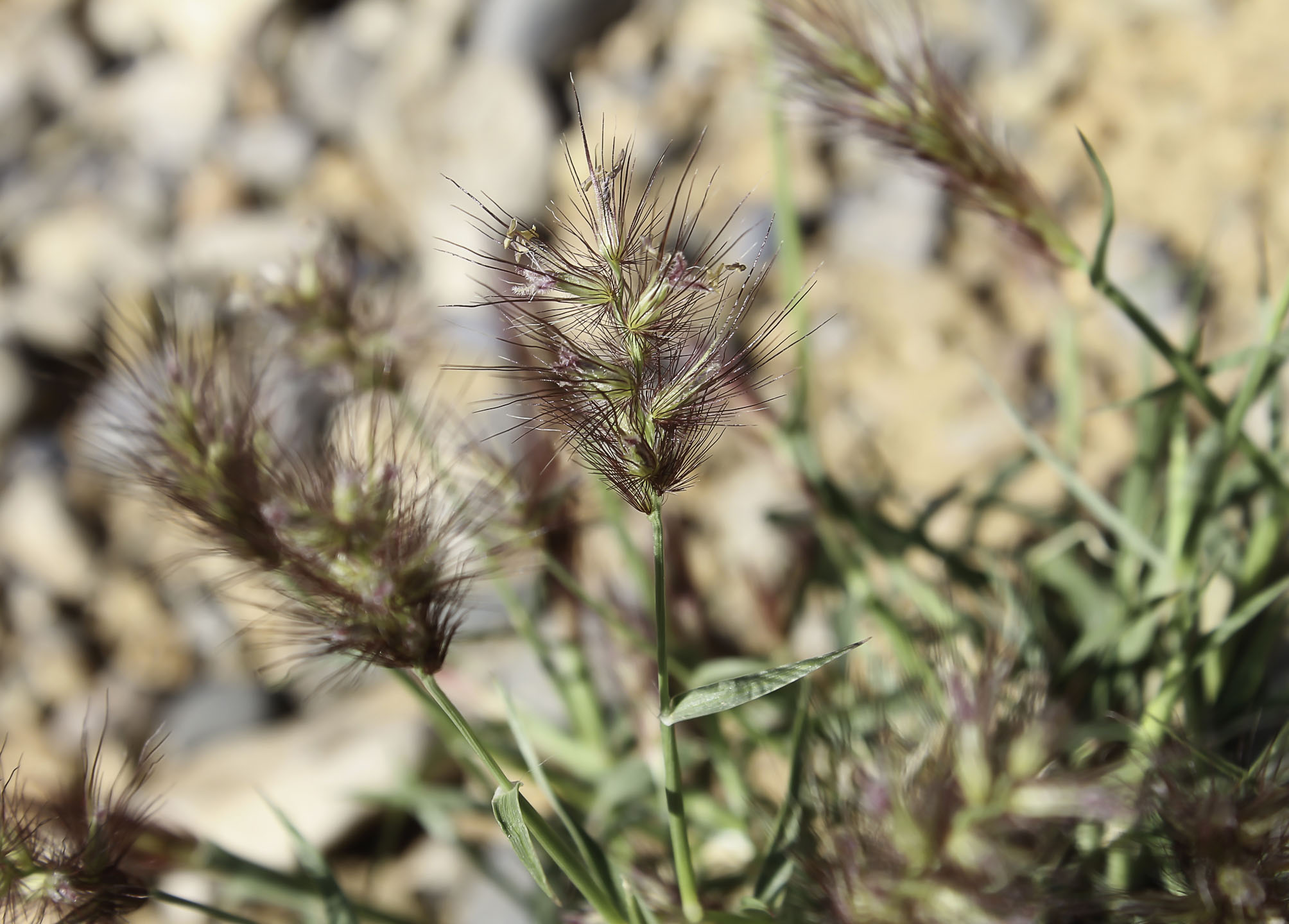 Cenchrus ciliaris - Plant Biodiversity of South-Western Morocco