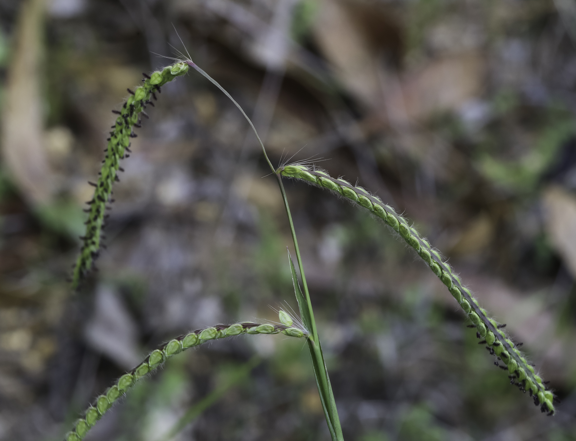 Paspalum dilatatum - Biodiversité végétale du sud-ouest marocain
