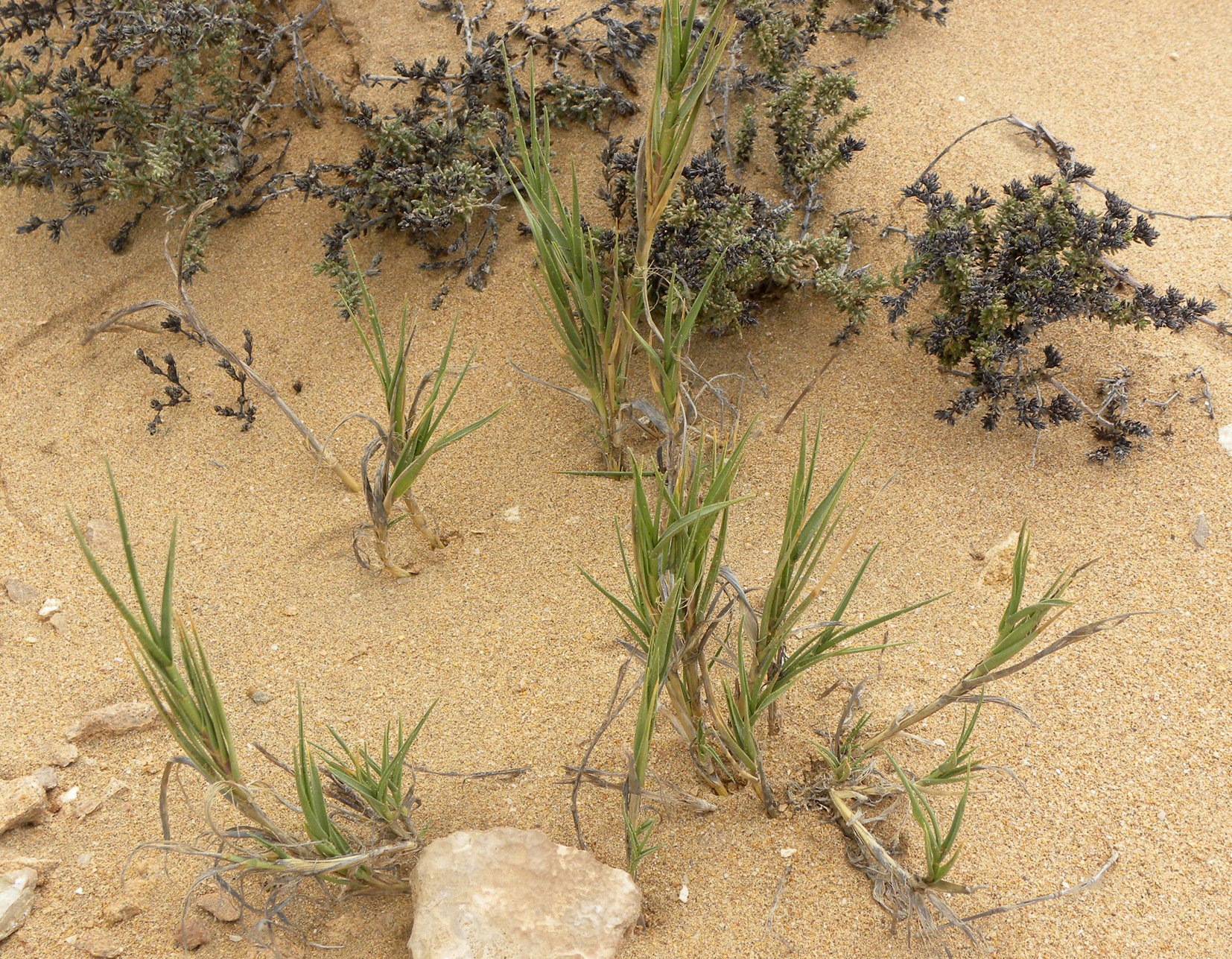 Sporobolus pungens - Plant Biodiversity of South-Western Morocco