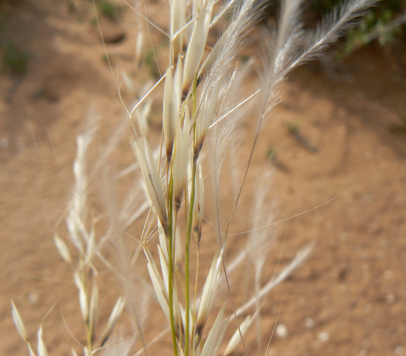 Stipagrostis ciliata - Plant Biodiversity of South-Western Morocco