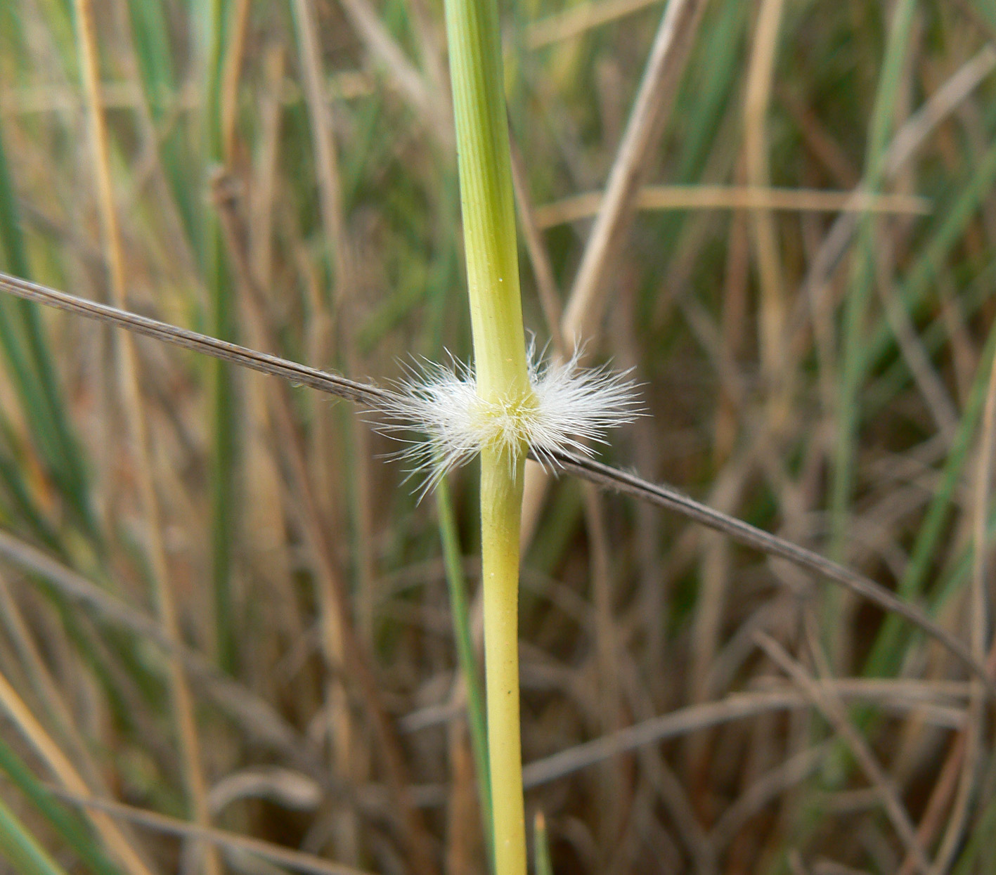Stipagrostis ciliata - Plant Biodiversity of South-Western Morocco