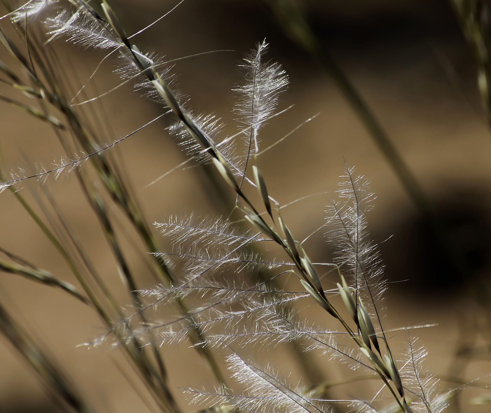 Stipagrostis ciliata - Plant Biodiversity of South-Western Morocco
