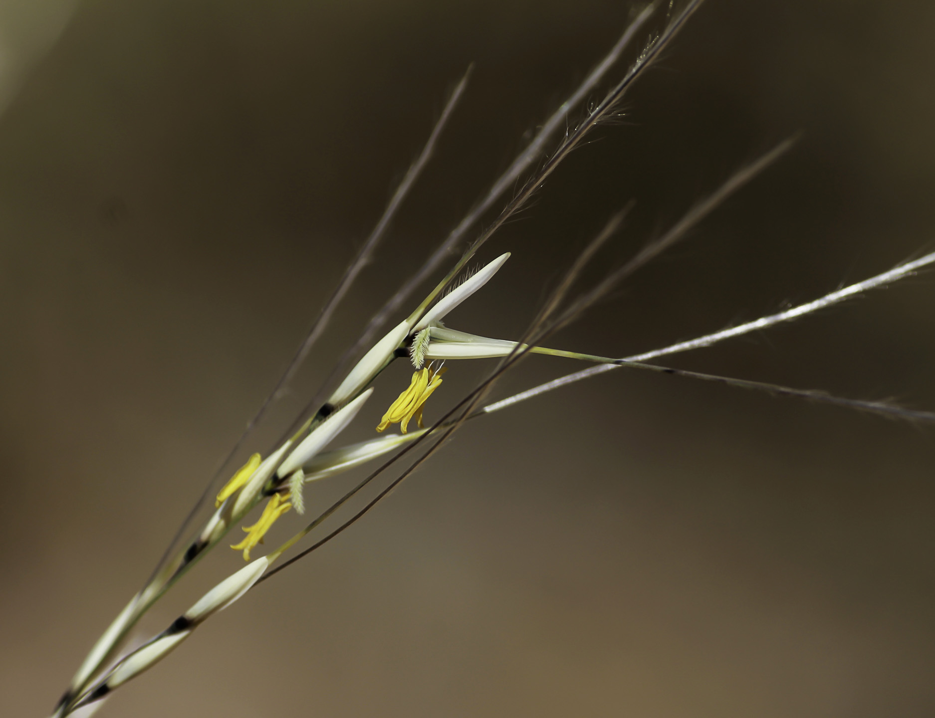 Stipagrostis ciliata - Plant Biodiversity of South-Western Morocco