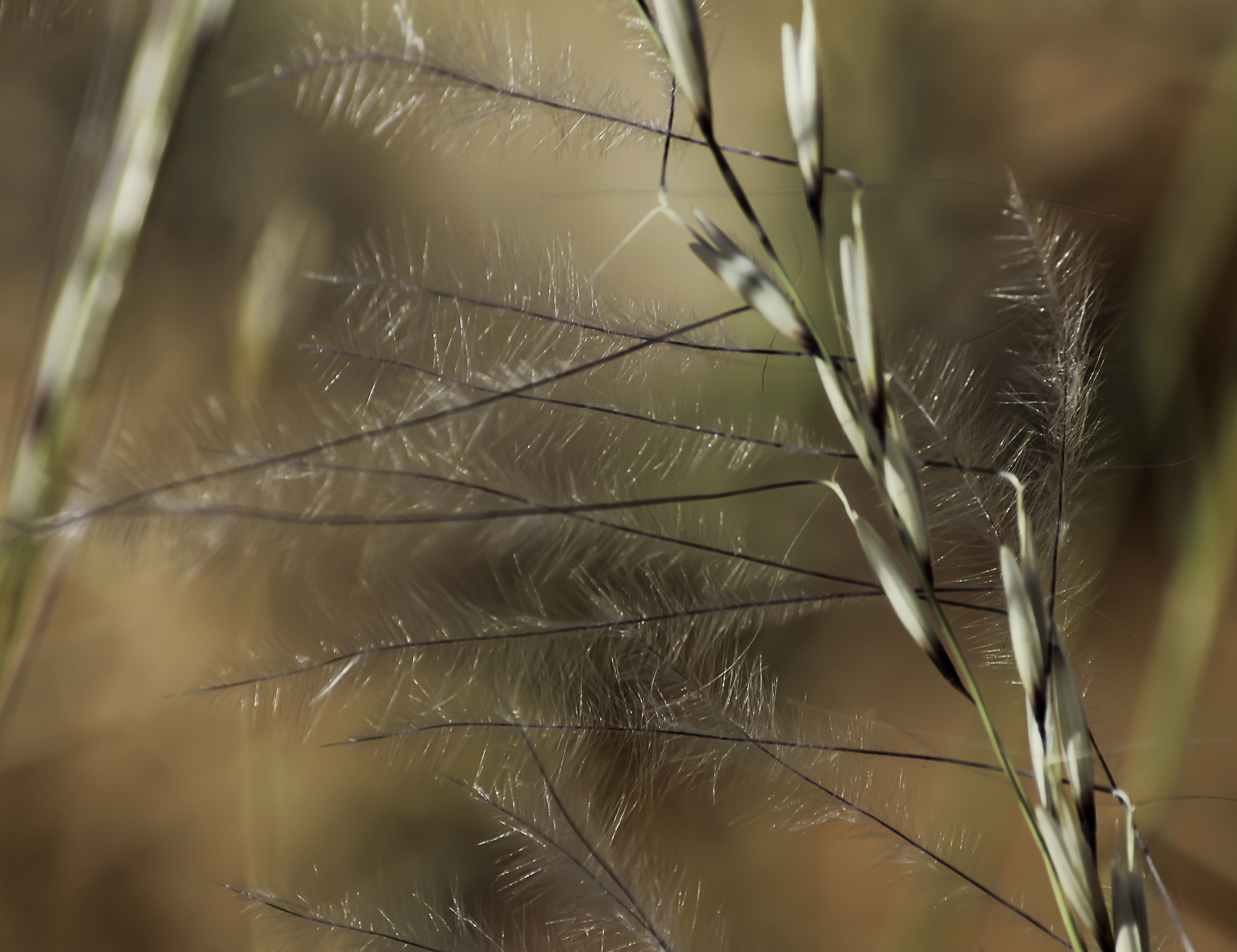 Stipagrostis ciliata - Plant Biodiversity of South-Western Morocco