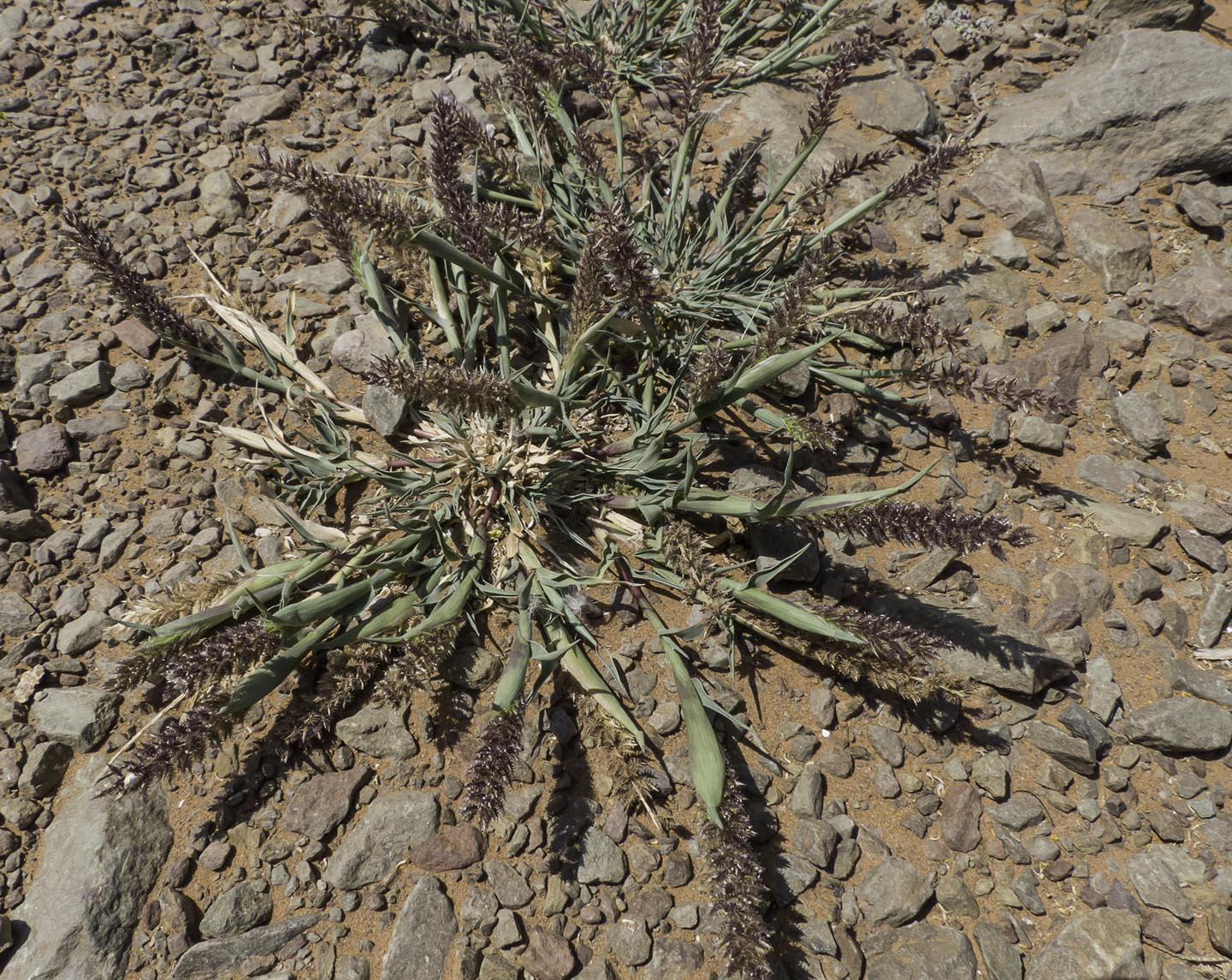 Tragus racemosus - Biodiversité végétale du sud-ouest marocain