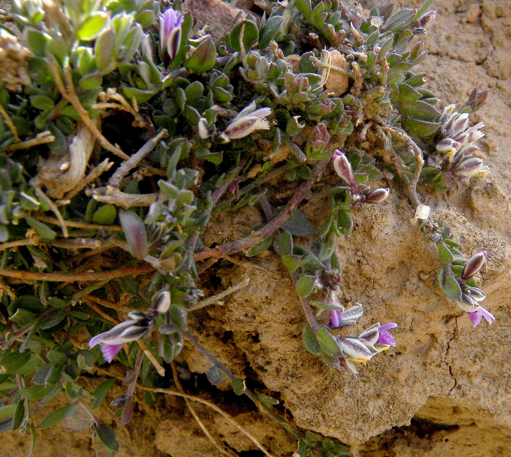 Polygala rupestris - Plant Biodiversity of South-Western Morocco