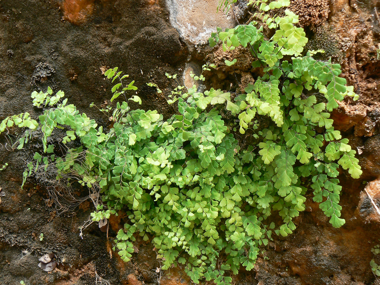 Adiantum capillus-veneris - Biodiversité végétale du sud-ouest marocain