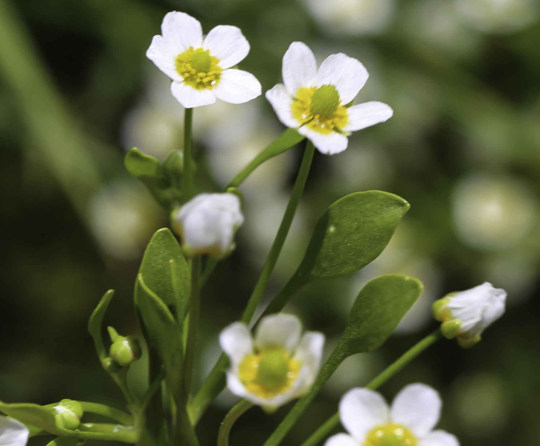 Ranunculus batrachioides - Plant Biodiversity of South-Western Morocco