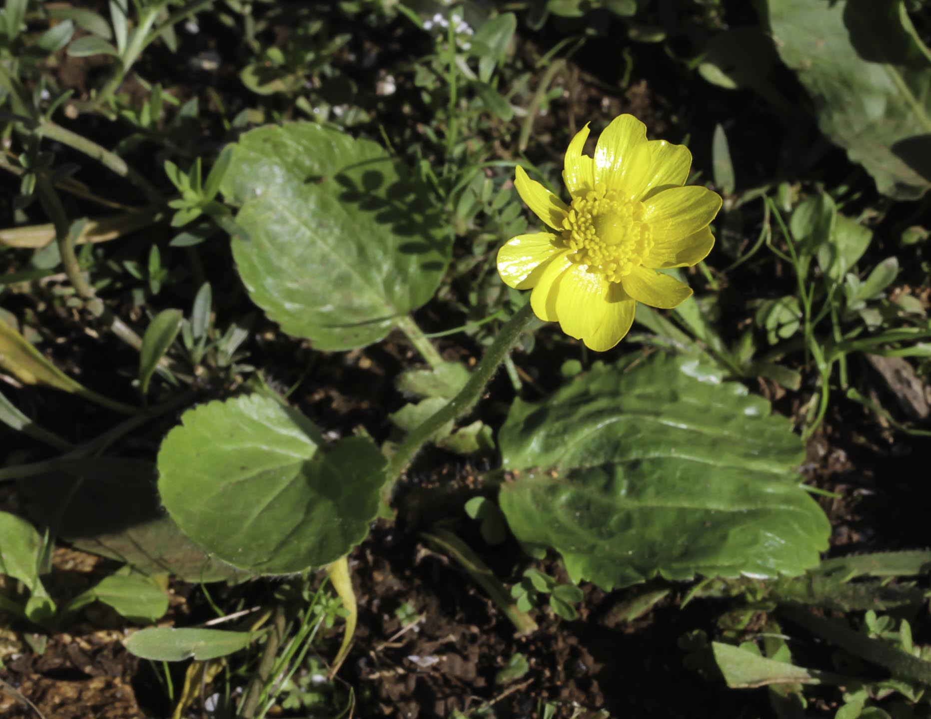 Ranunculus bullatus - Plant Biodiversity of South-Western Morocco