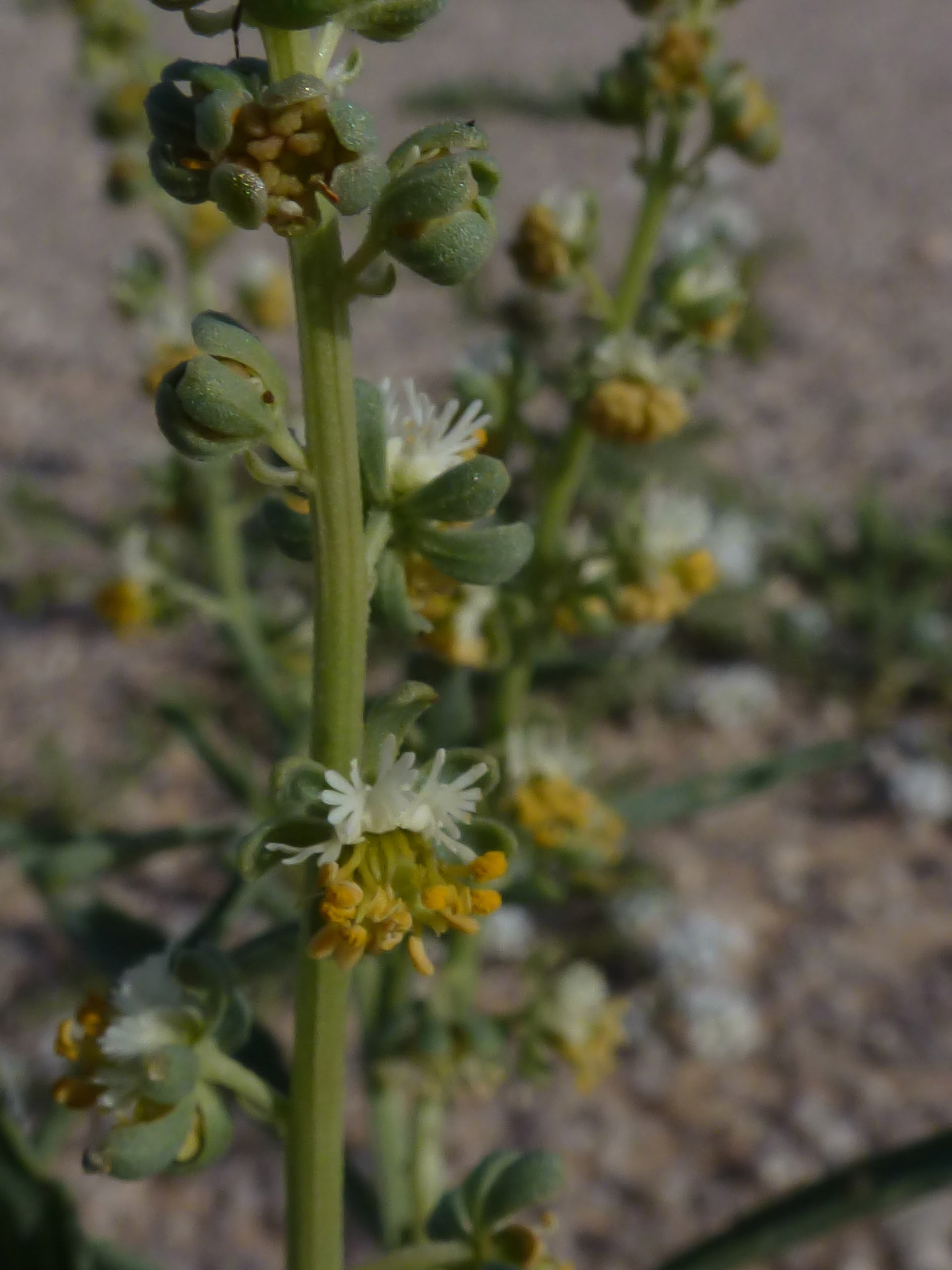 Reseda arabica subsp. arabica - Plant Biodiversity of South-Western Morocco