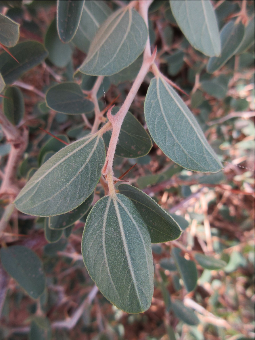Ziziphus mauritiana - Plant Biodiversity of South-Western Morocco
