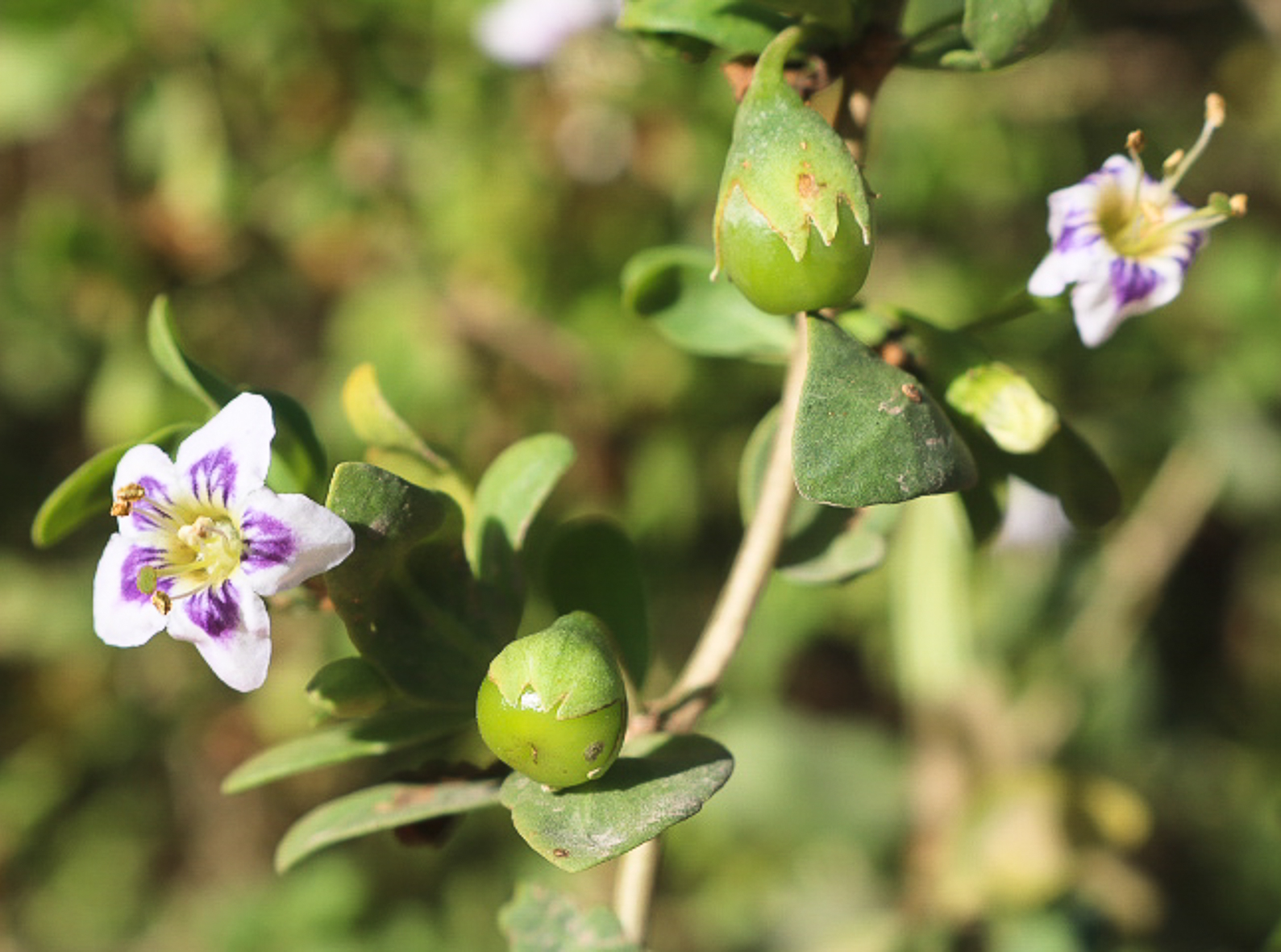 Lycium ferocissimum - Plant Biodiversity of South-Western Morocco