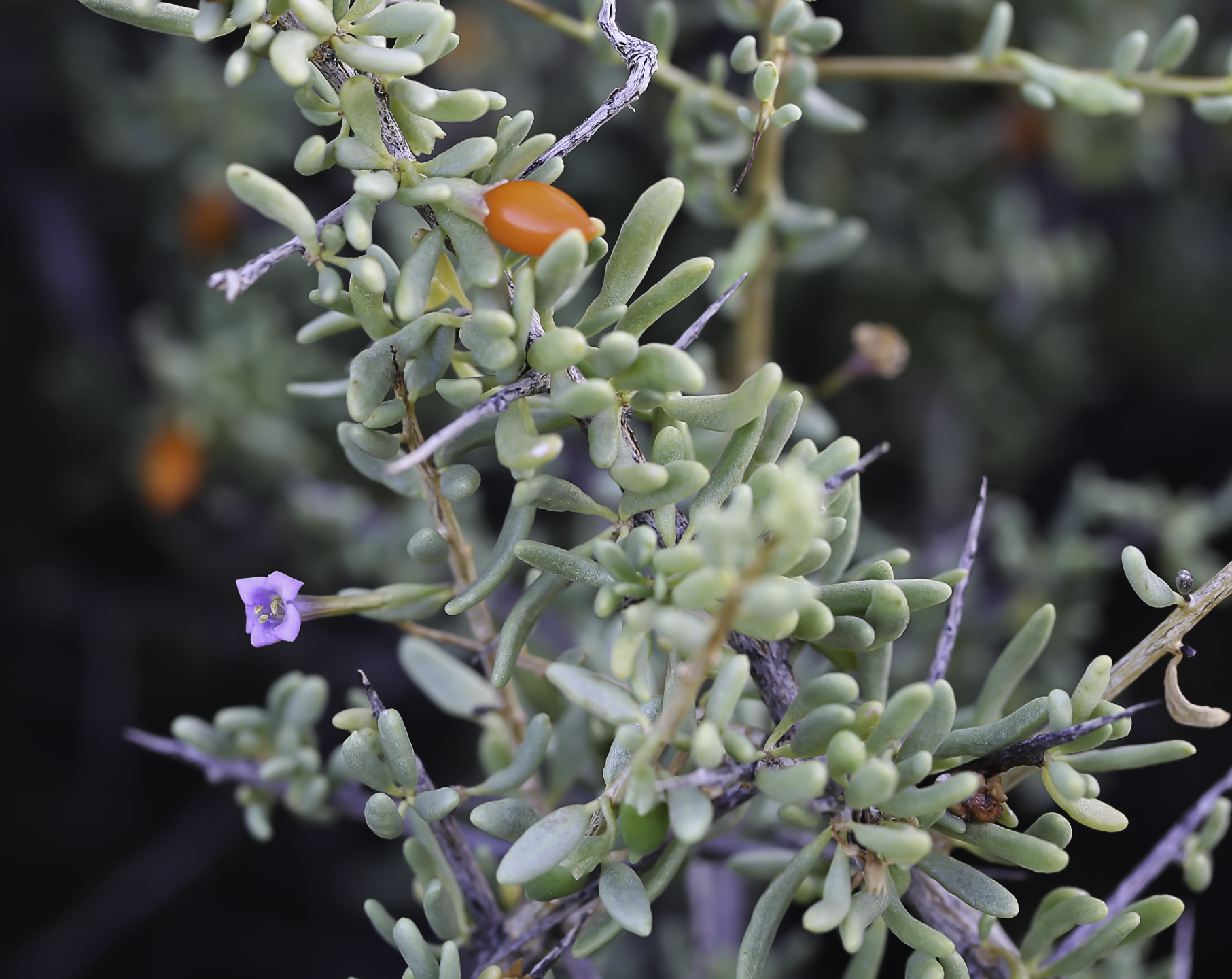 Lycium intricatum subsp. intricatum - Biodiversité végétale du sud ...