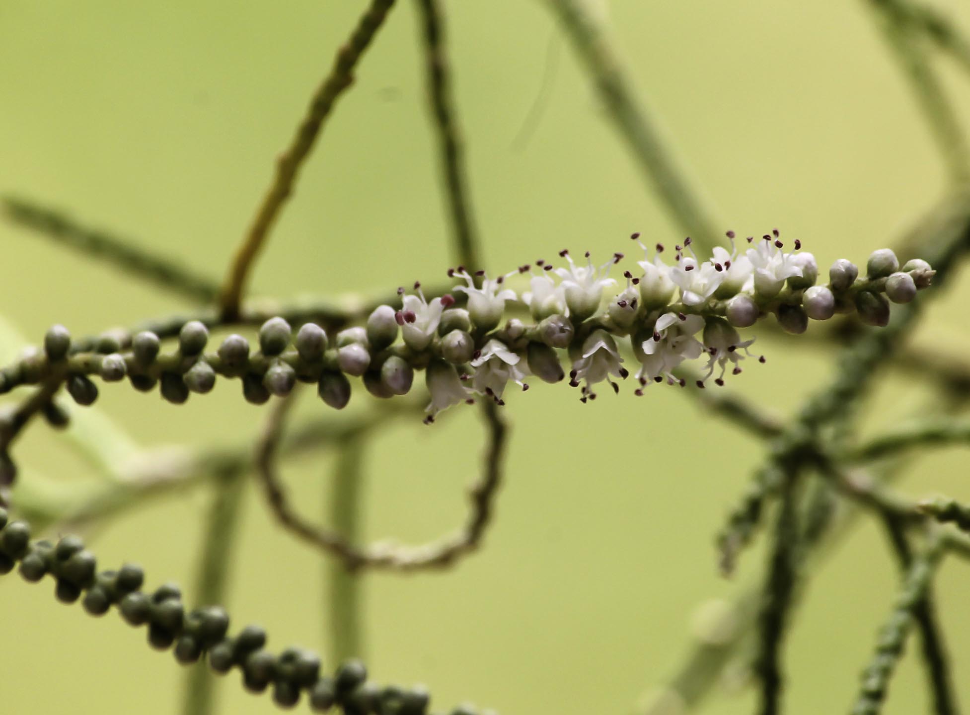 Tamarix aphylla - Plant Biodiversity of South-Western Morocco