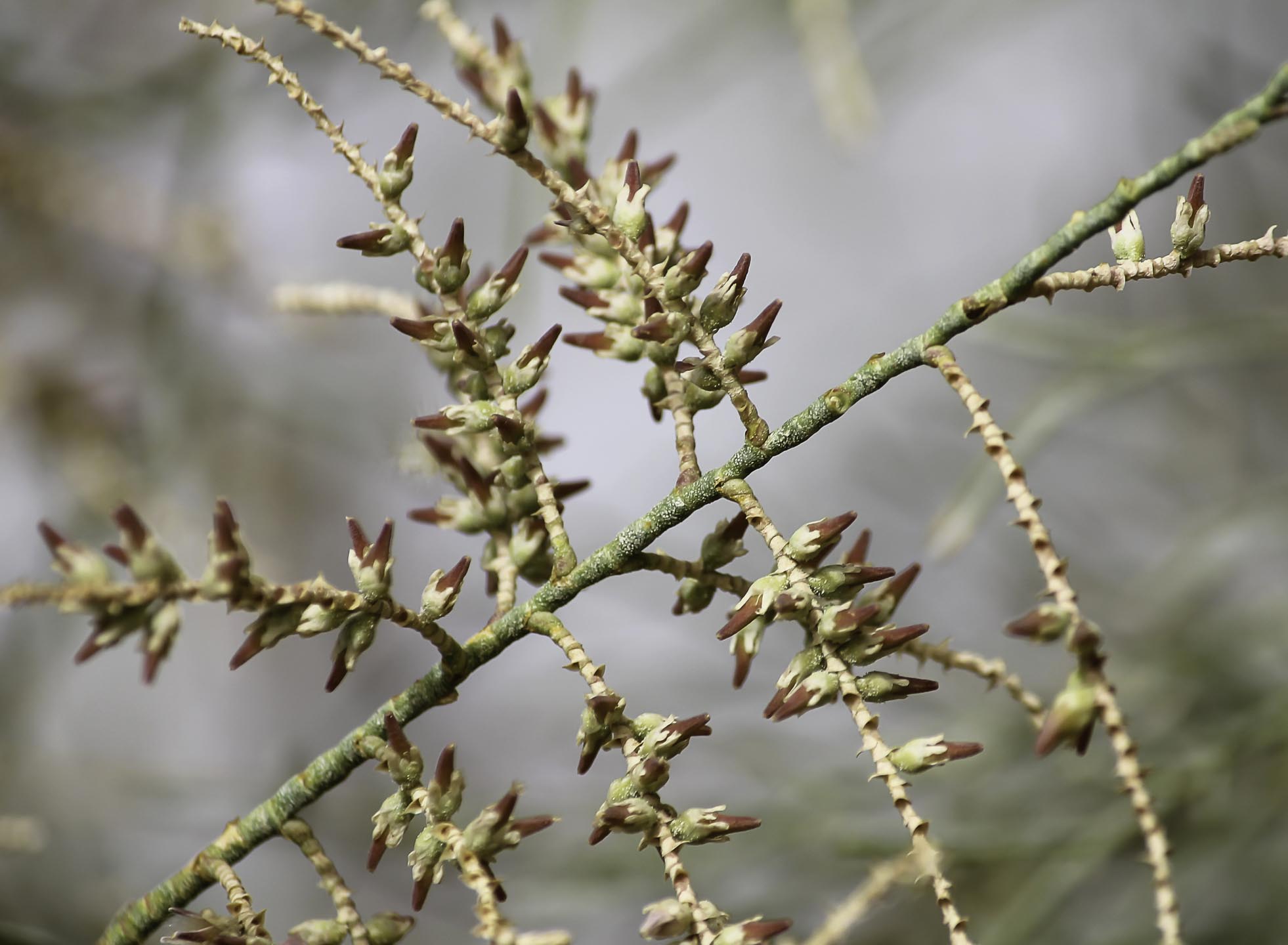 Tamarix aphylla - Plant Biodiversity of South-Western Morocco