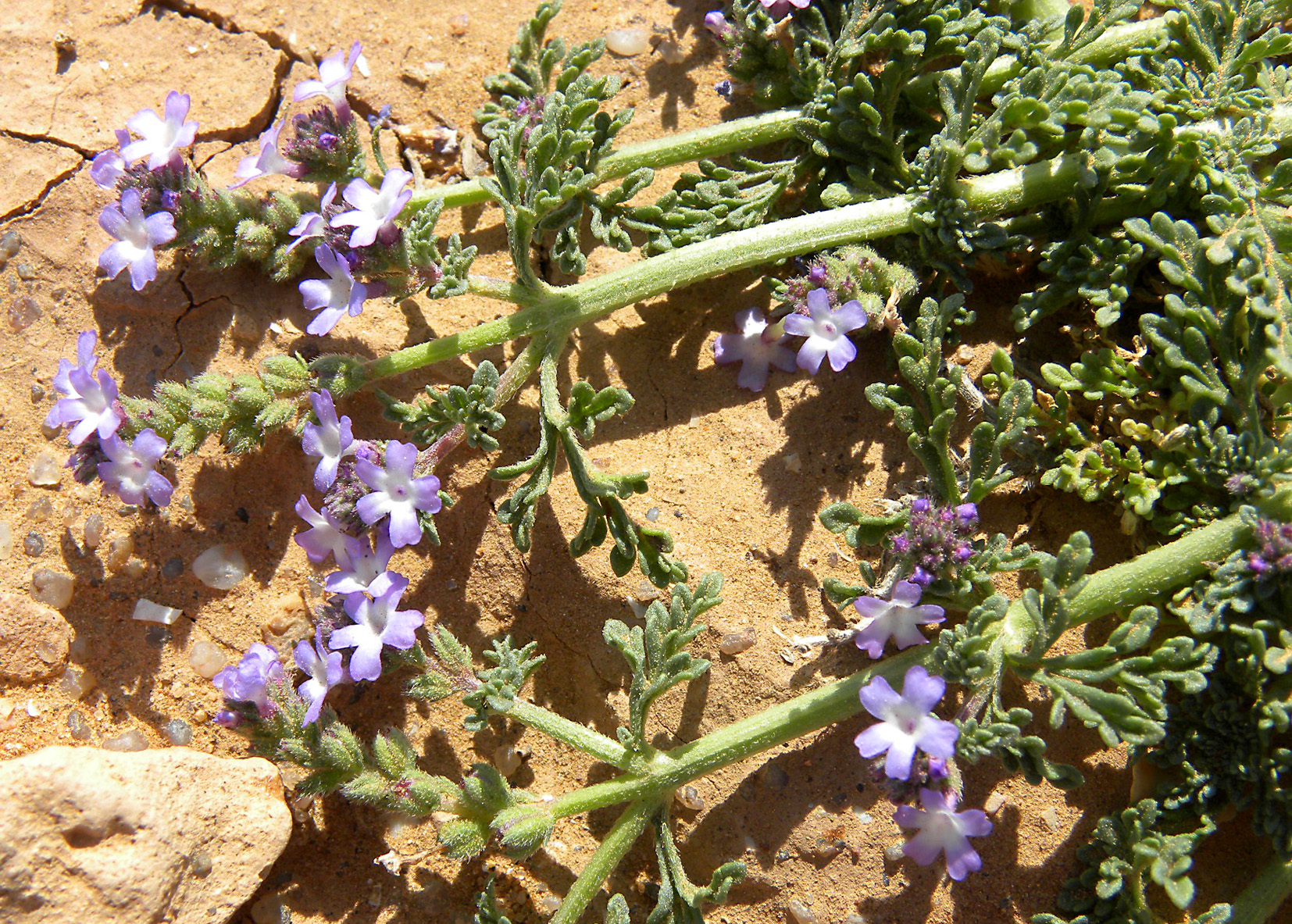 Verbena supina - Plant Biodiversity of South-Western Morocco