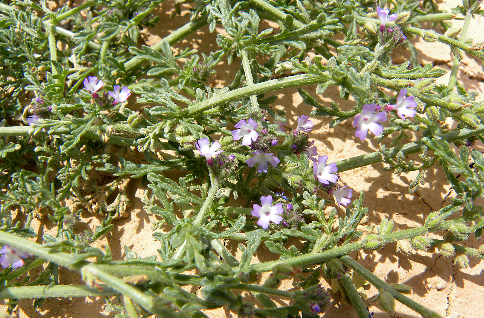 Verbena supina - Biodiversité végétale du sud-ouest marocain