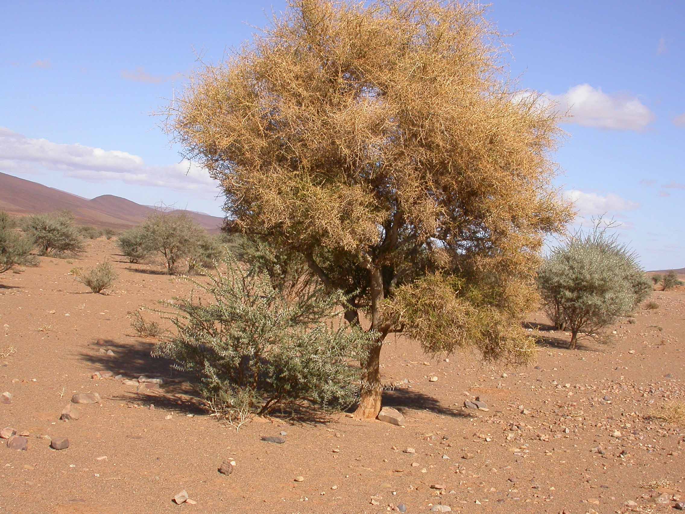 Balanites aegyptiaca - Plant Biodiversity of South-Western Morocco