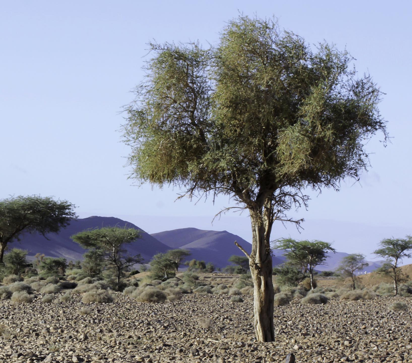 Balanites aegyptiaca - Plant Biodiversity of South-Western Morocco