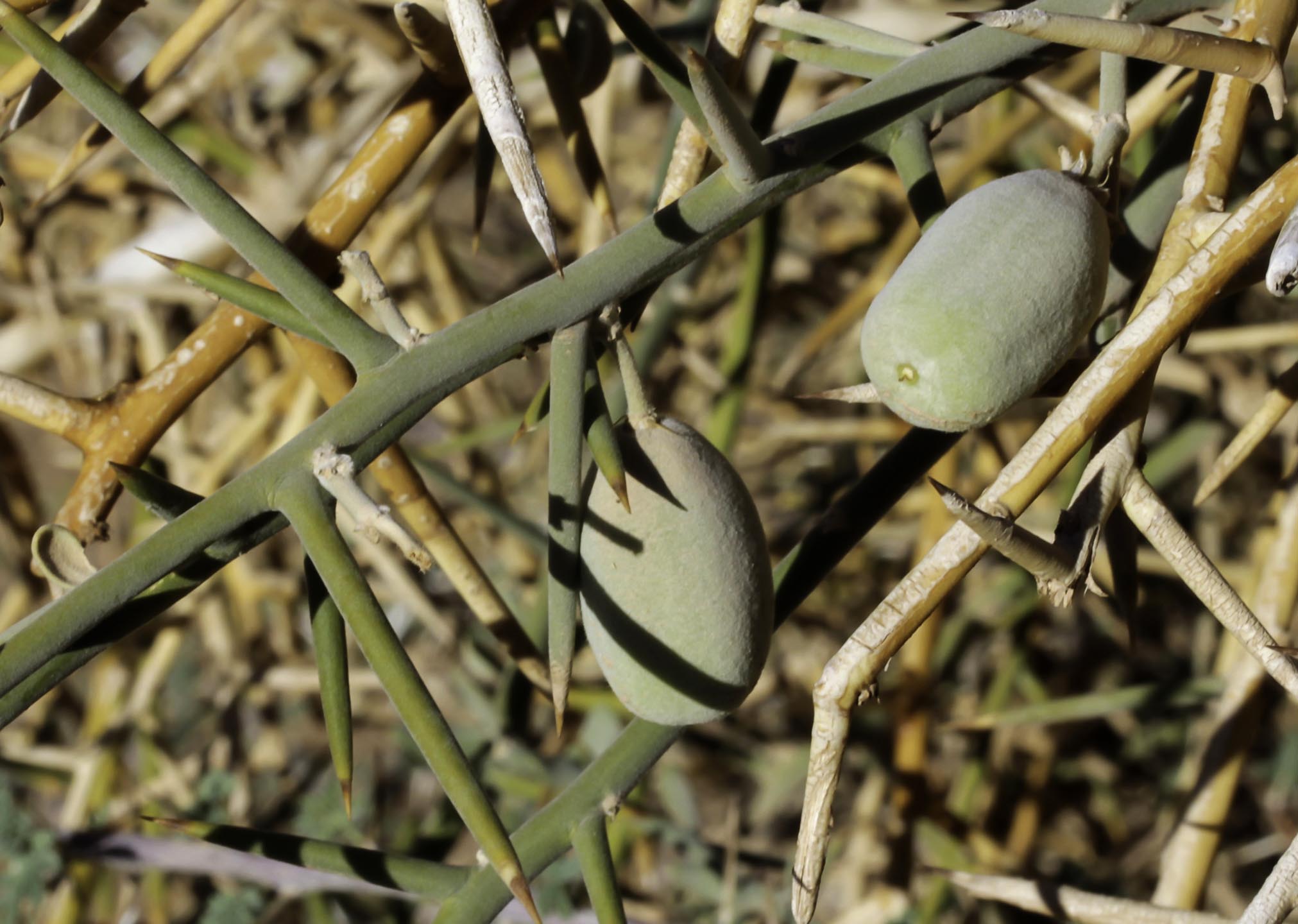 Balanites aegyptiaca - Plant Biodiversity of South-Western Morocco