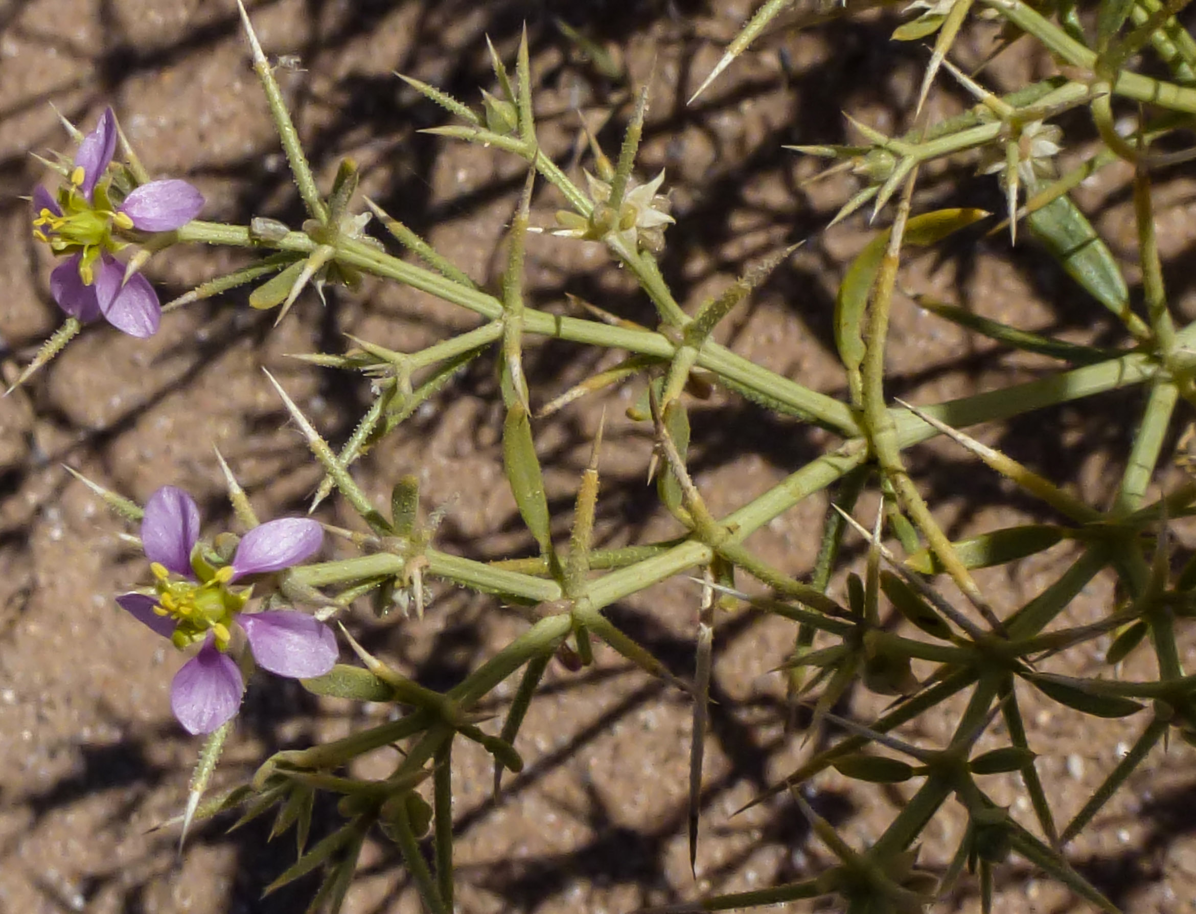 Fagonia indica - Plant Biodiversity of South-Western Morocco